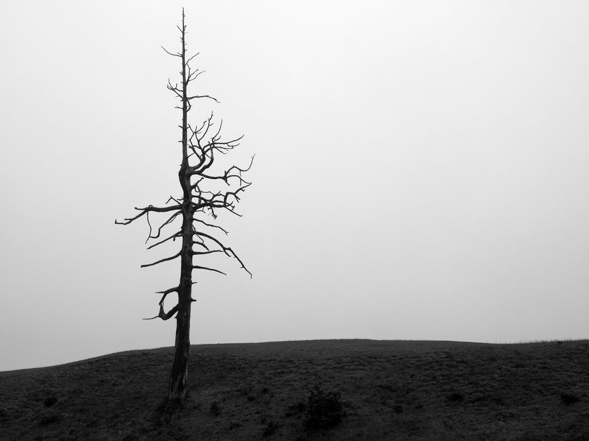 3rd Hole, Old Macdonald_Ghost Tree – Evan Schiller Photography
