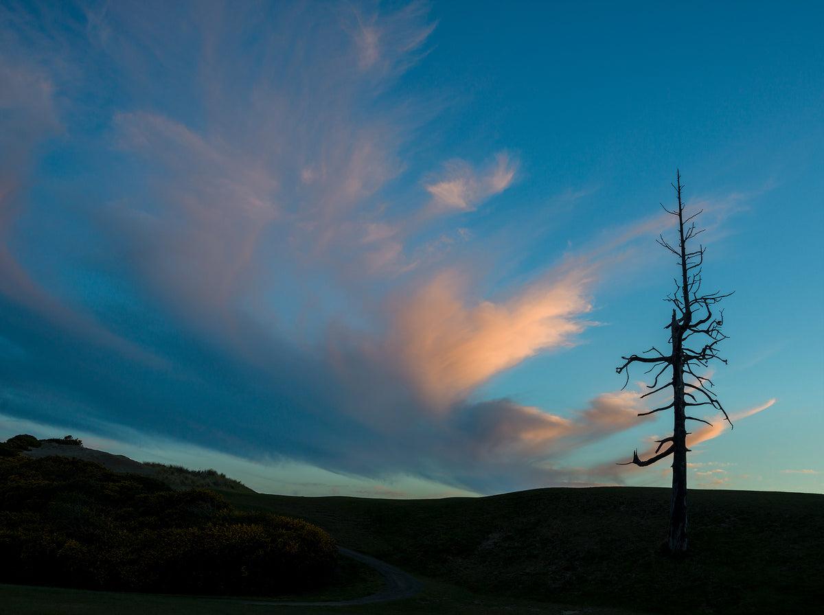 3rd Hole, Old Macdonald_Ghost Tree – Evan Schiller Photography